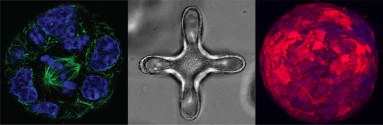 Blatchley Lab – Website for Prof. Michael Blatchley's lab, member of ...