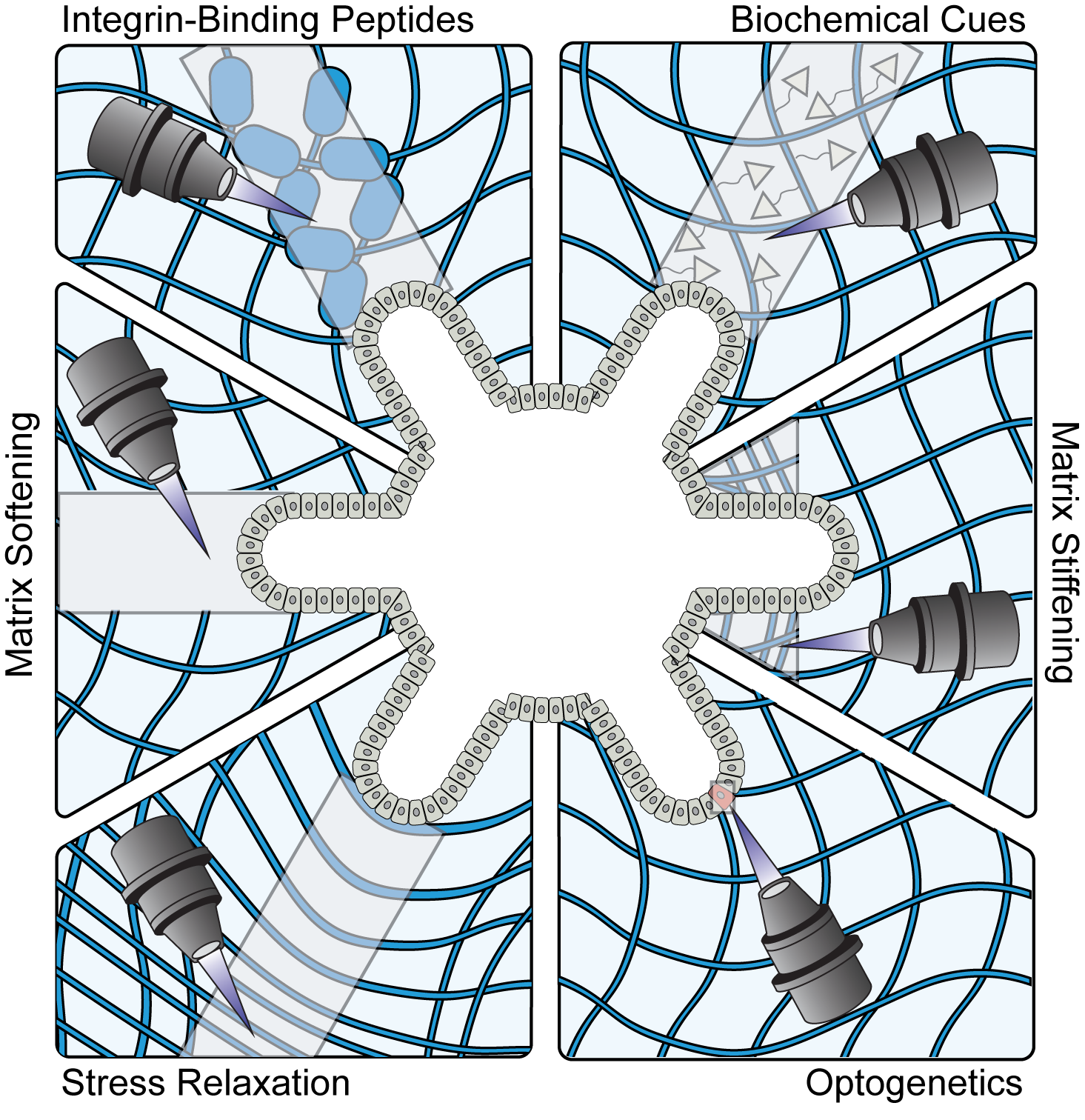 Blatchley Lab – Website for Prof. Michael Blatchley's lab, member of ...